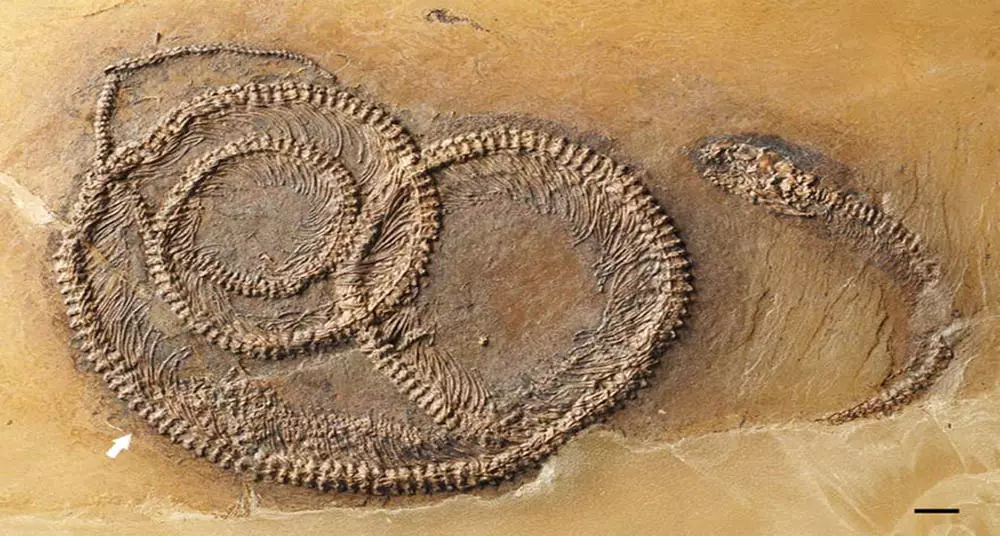 Fossile trouvé ?matrioska? 48 millions d'années