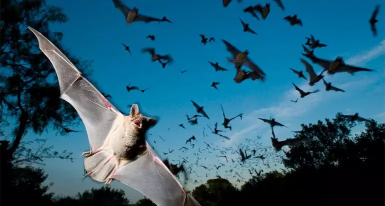 16 Fotoe vu Fliedermais. An der Zäit fir Halloween