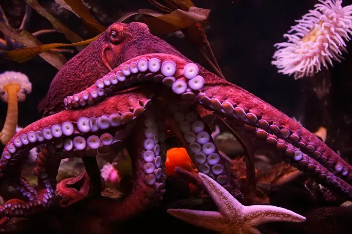 ពិធីមង្គលការ octopus