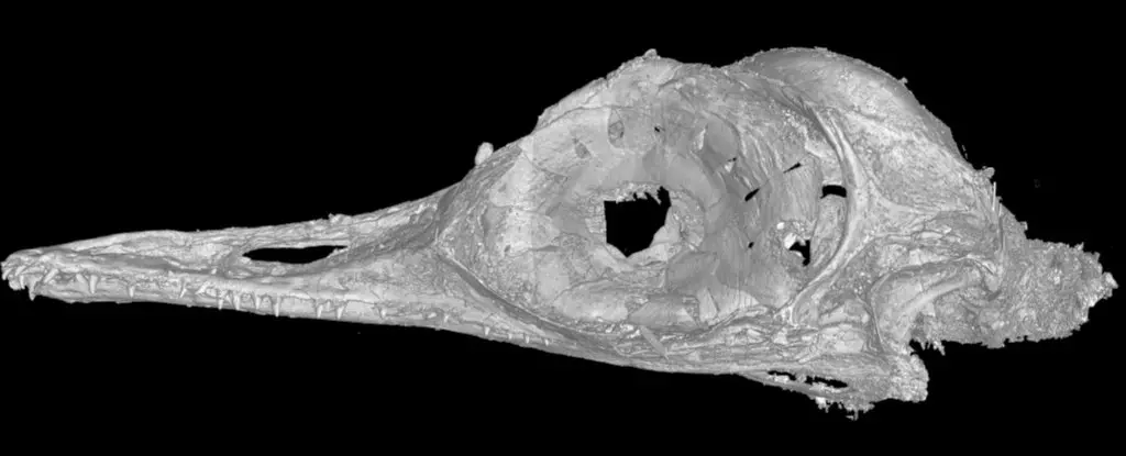 il più piccolo teschio di dinosauro