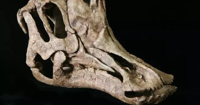 O le dinosau fou mai Mekisiko na faʻamalamalamaina le olaga anamua i Amerika i Sisifo