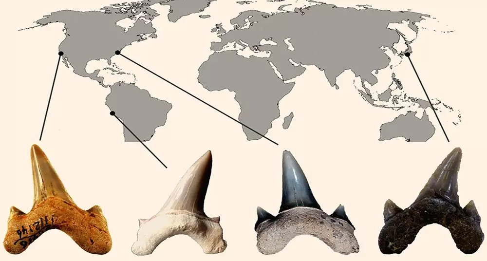 Découverte d'un fossile de requin de la taille d'une voiture