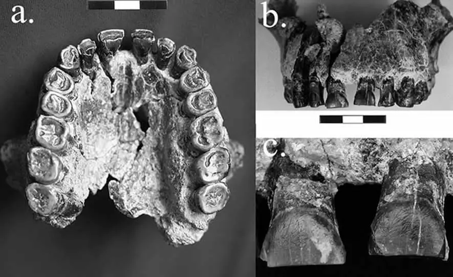 Fossil weist antike Beweiser vu rietser Hand benotzt