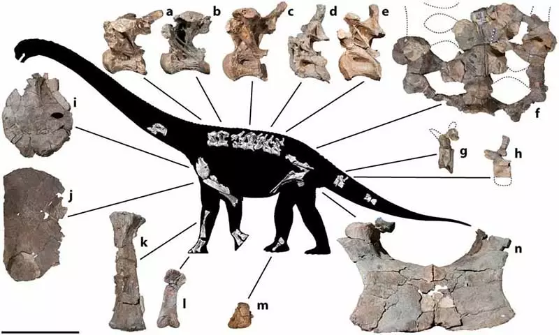 Li-Dinosaurs li ile tsa tšela Antarctica ho ea fihla Australia 872_2