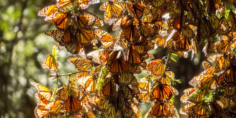 7 gravaj datumoj de la sezono 2019-2020 de la monarka papilio en Meksiko