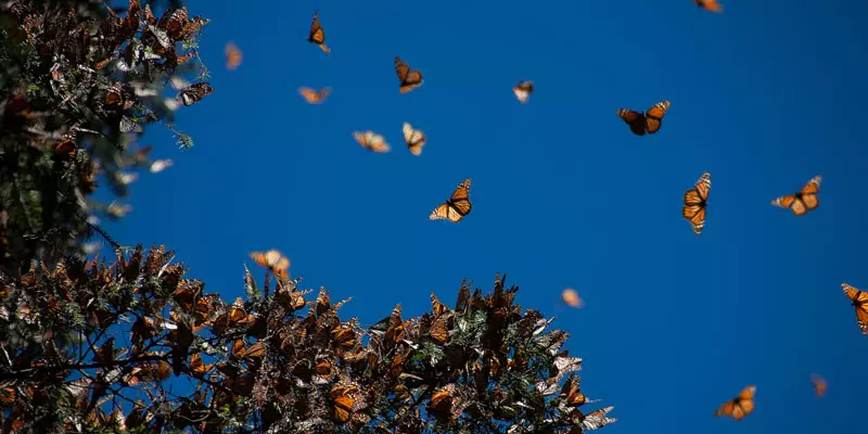 borboleta monarca