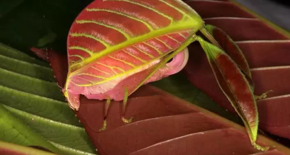 Nuove specie di insetti nel Borneo: le femmine sono rosa!