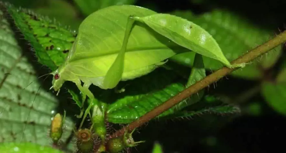 Nova specio de insekto en Borneo: La inoj estas rozkoloraj! 877_2