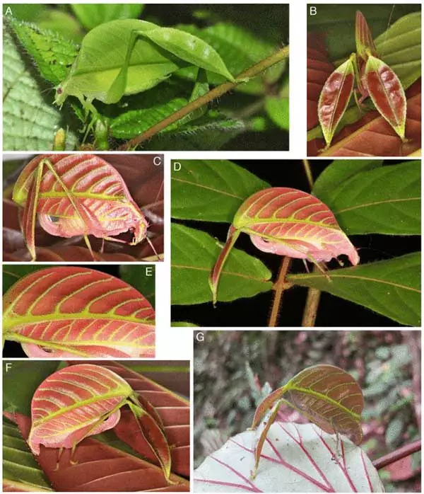 Spesies baru serangga di Borneo: Betina berwarna merah jambu! 877_3