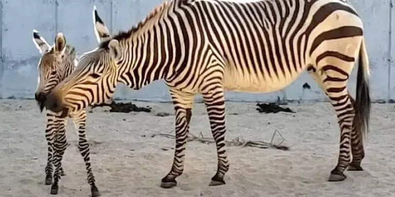 baby zebra disney Animal Kingdom