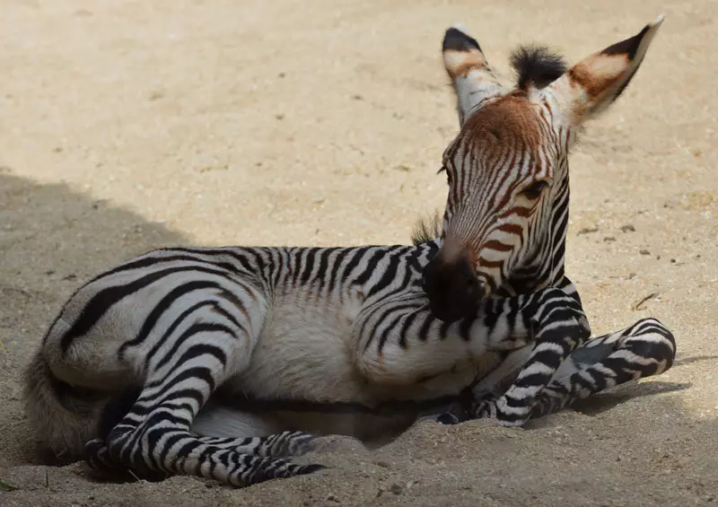 mananap nga gingharian zebra cub