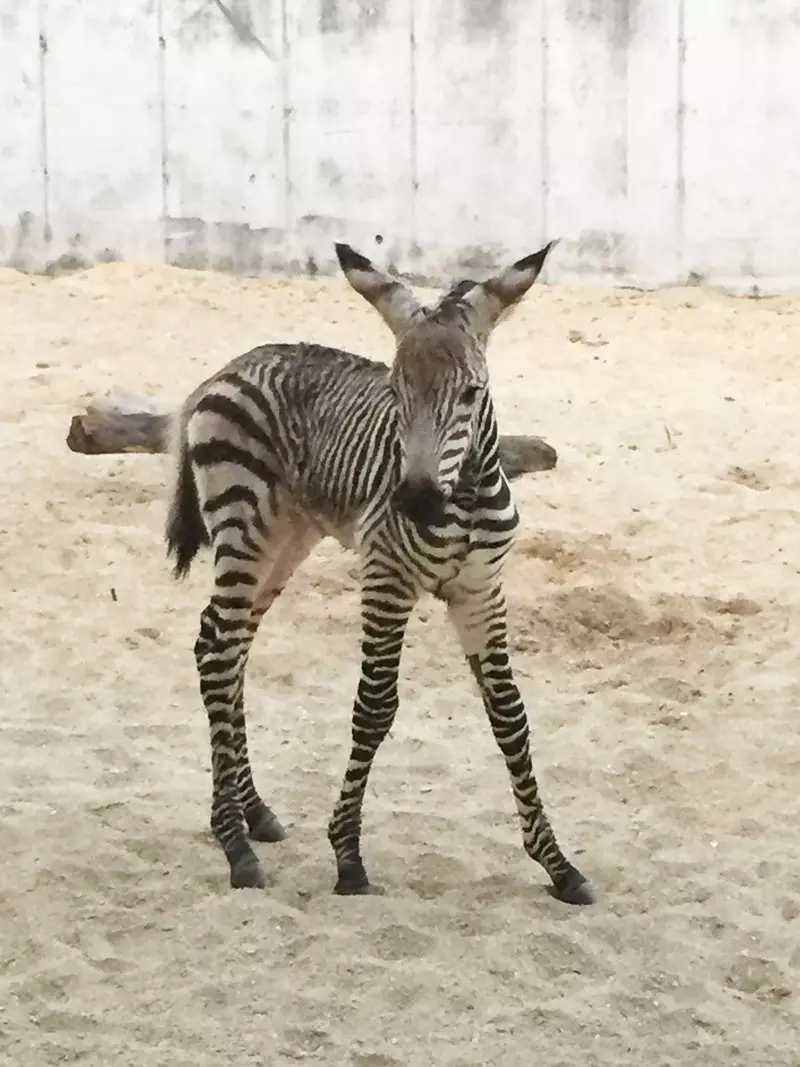 Disney Zebra Baby