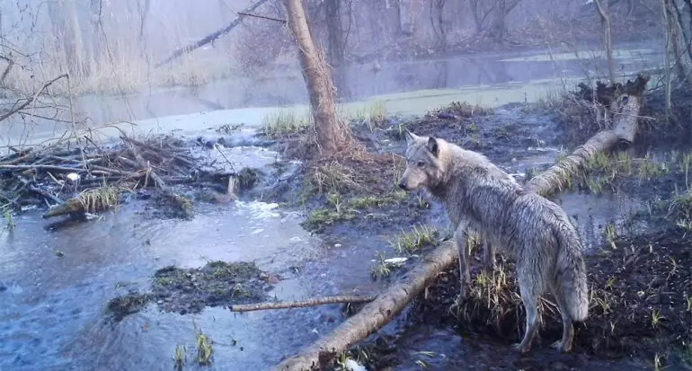 Chernobyl ak lòt kote kote bèt sovaj pwospere san moun