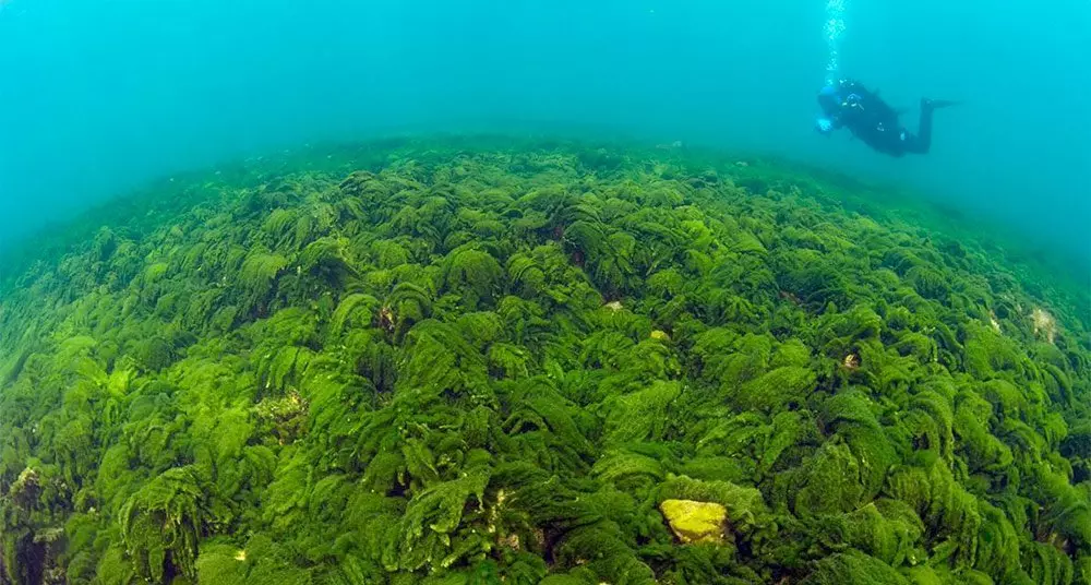 Lama nel lago più profondo del mondo