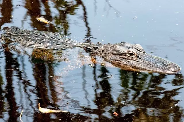 Crocodile triennen