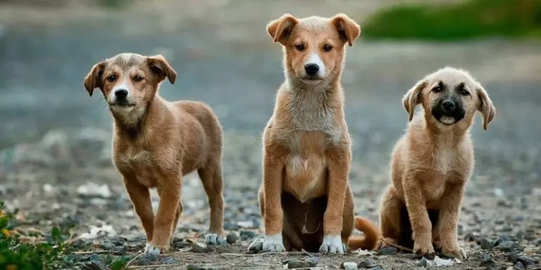 ハイドロゲル塩素犬