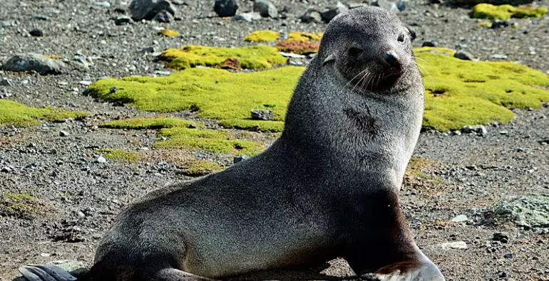 Antarktis Sea Lion