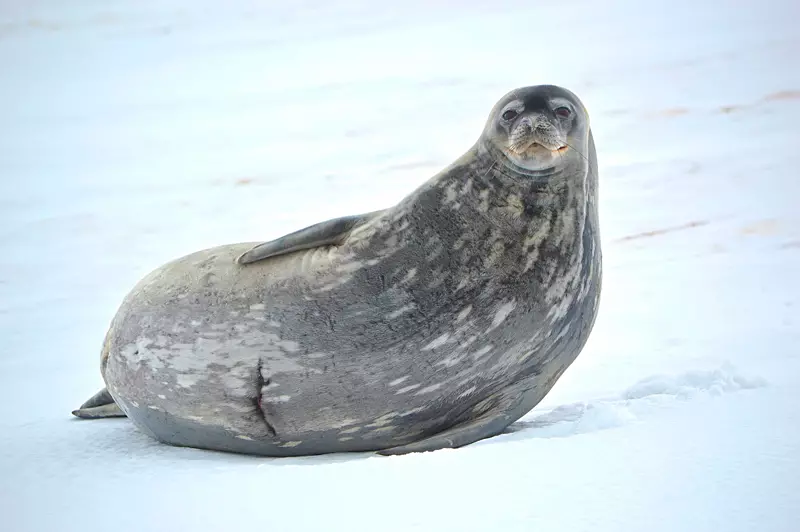 Weddell Seal Antarktida