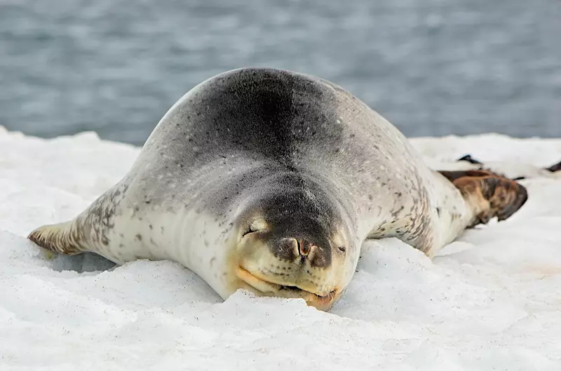 Antarctic chisimbiso