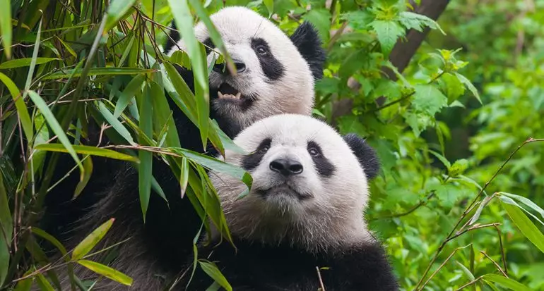 O le a le umi na nofo ai panda i le lalolagi?