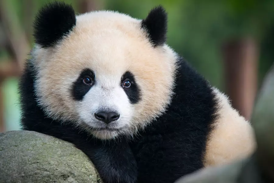 Panda medvjed rođen je u Japanu prvi put nakon 5 godina 9086_3