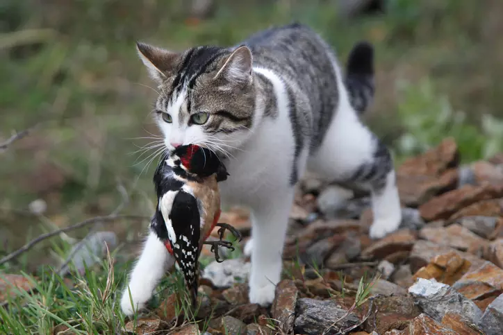 australische katzen