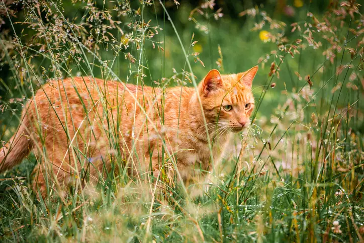 australische katzen