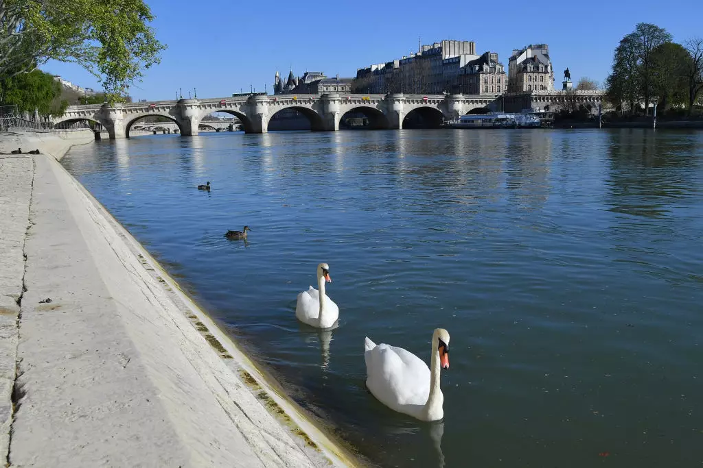 riječni seine labud