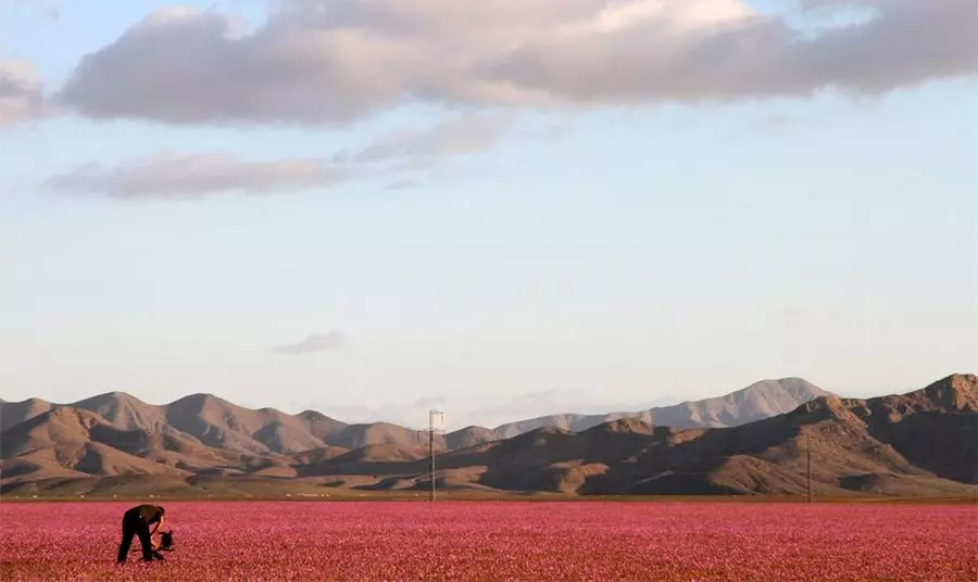 Fenomena anu lumangsung unggal 5 atanapi 7 taun di Atacama