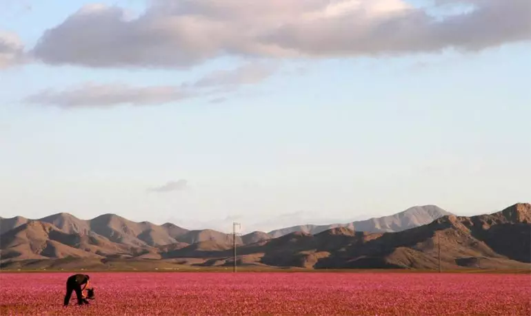 Il fenomeno che si verifica ogni 5 o 7 anni nell'Atacama