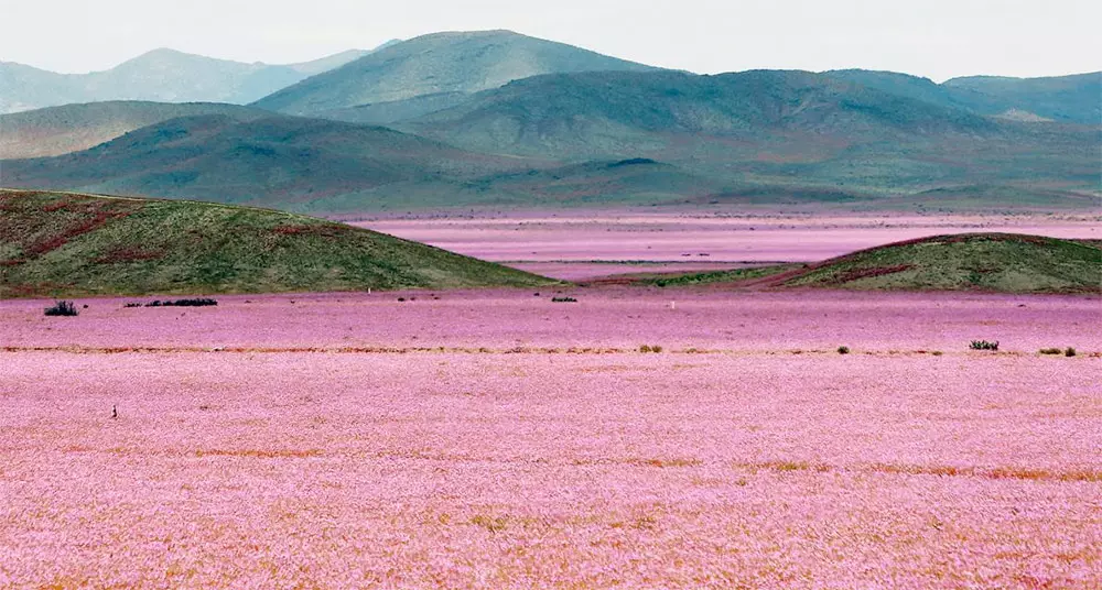 Il fenomeno che si verifica ogni 5 o 7 anni nell'Atacama 927_2