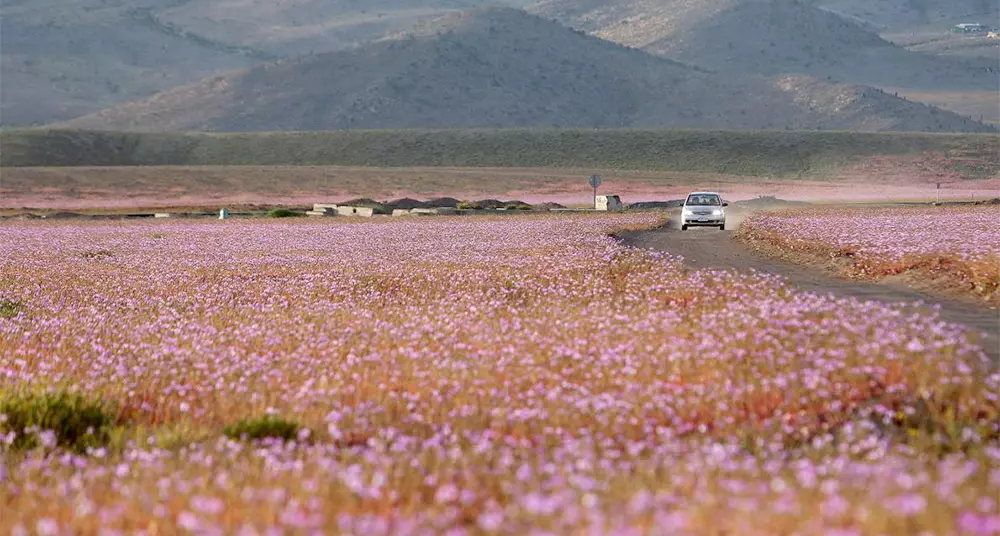 Il fenomeno che si verifica ogni 5 o 7 anni nell'Atacama 927_7