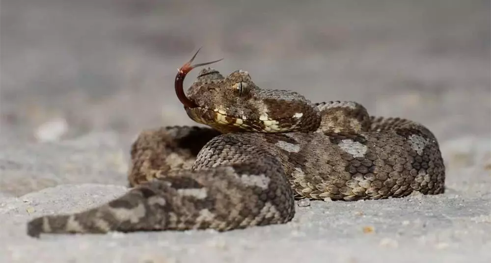 Un serpent venimeux "éteint" redécouvert en Afrique du Sud