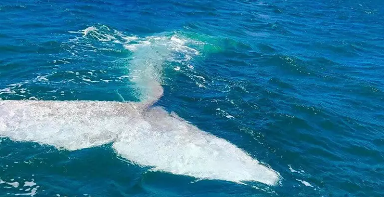 albino whale Baja California