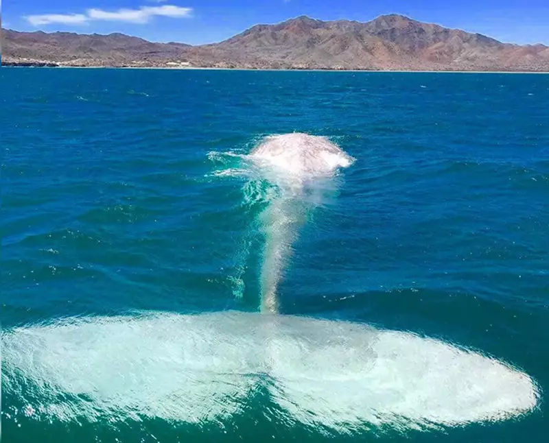 albino whale Baja California