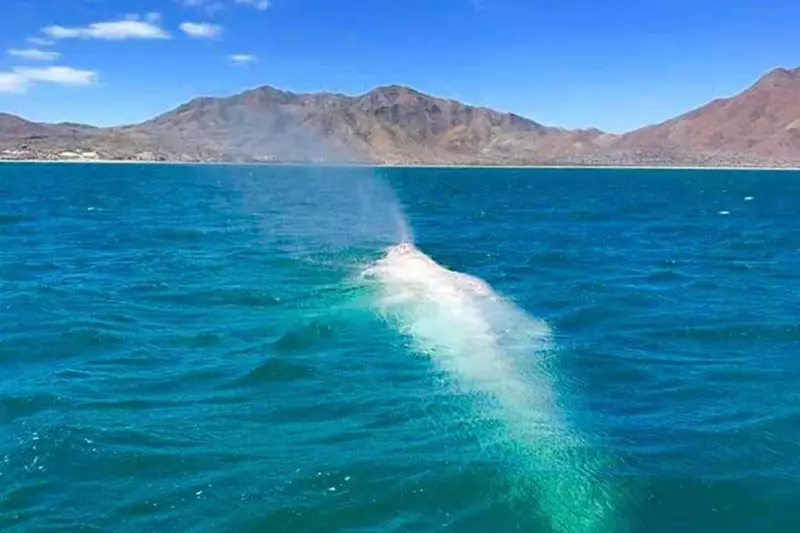 albino whale Baja California