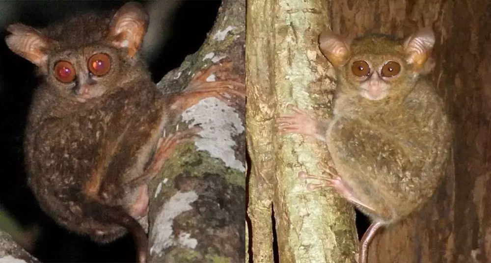 Duha ka bag-ong espisye sa tarsier ang nadiskobrehan sa Indonesia