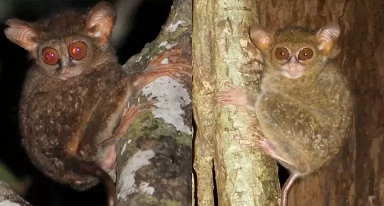 E lua ituaiga fou o tarsier na maua i Initonesia