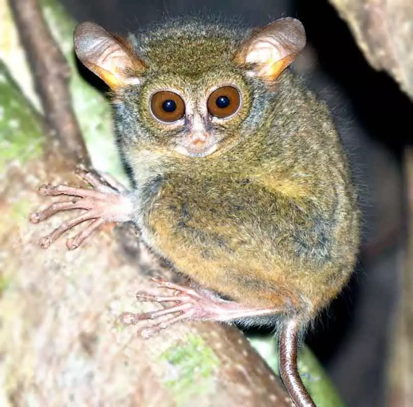 E lua ituaiga fou o tarsier na maua i Initonesia 937_2