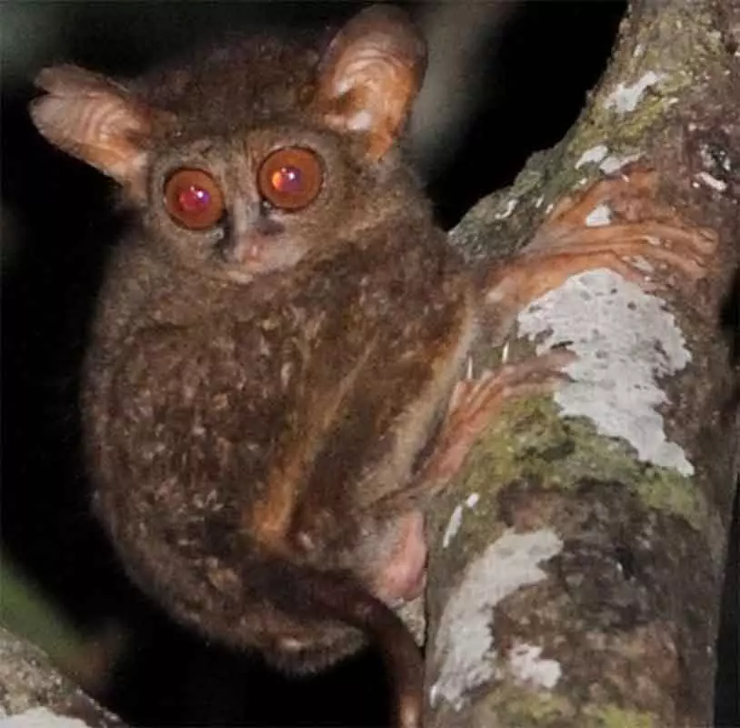 E lua ituaiga fou o tarsier na maua i Initonesia 937_3