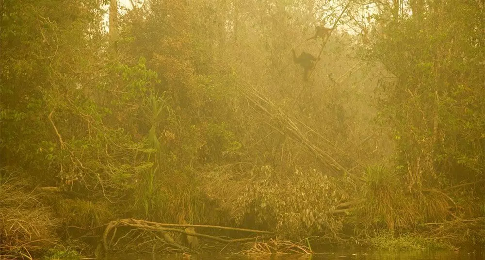 Ang kalayo nga naghulga sa mga orangutan