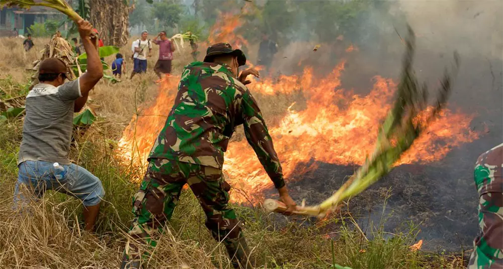 The fire that threatens orangutans 941_3