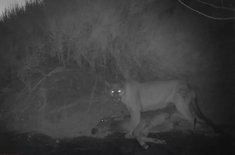 ħmir kkaċċjati mill-pumas