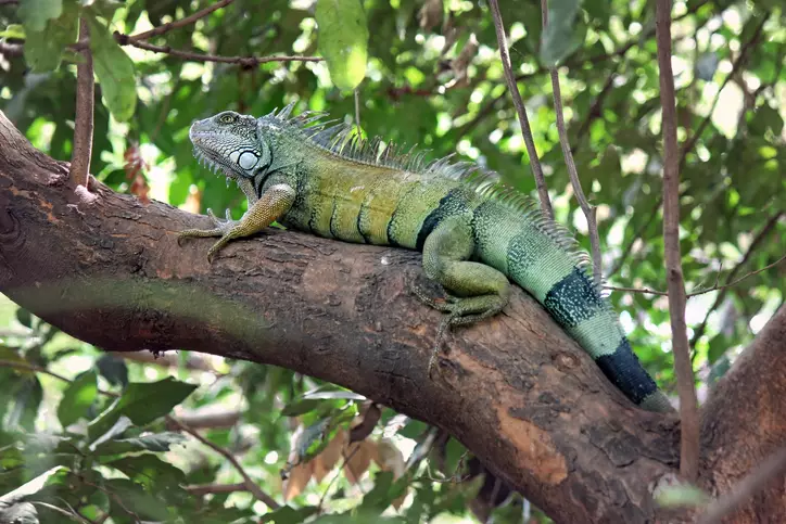 hujan iguana