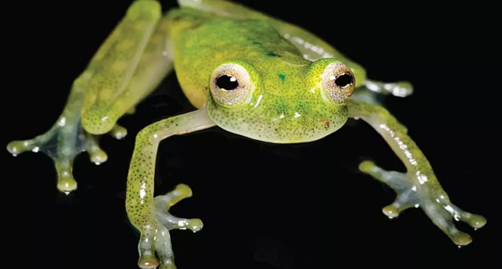 Bagong species ng glass frog na natuklasan sa Ecuador