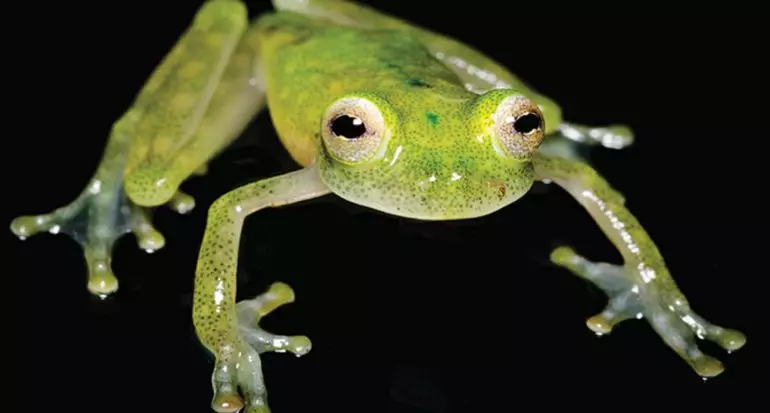 Aina mpya za chura wa glasi wagunduliwa huko Ecuador