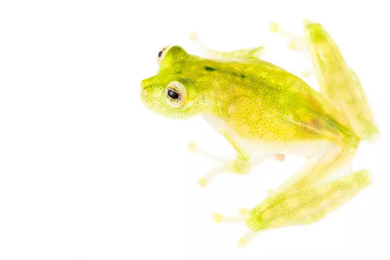 Bagong species ng glass frog na natuklasan sa Ecuador 949_2