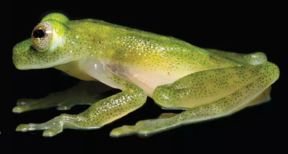 Bagong species ng glass frog na natuklasan sa Ecuador 949_4