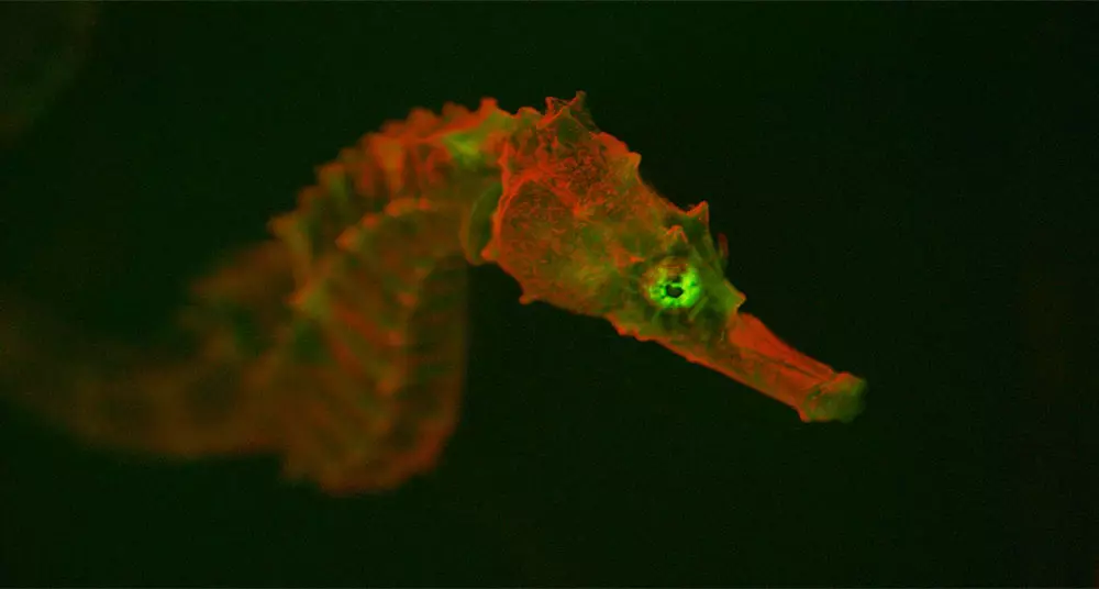 Bagong species ng glass frog na natuklasan sa Ecuador 949_5