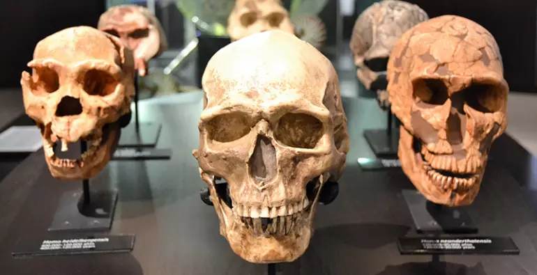 tshiab human species skull